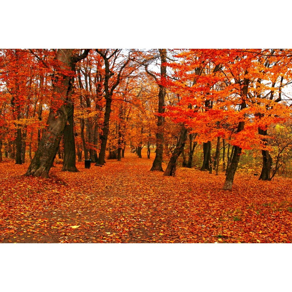 Autumn Maple Forest Tree Photography Backdrop Fall Natural Scenery ...