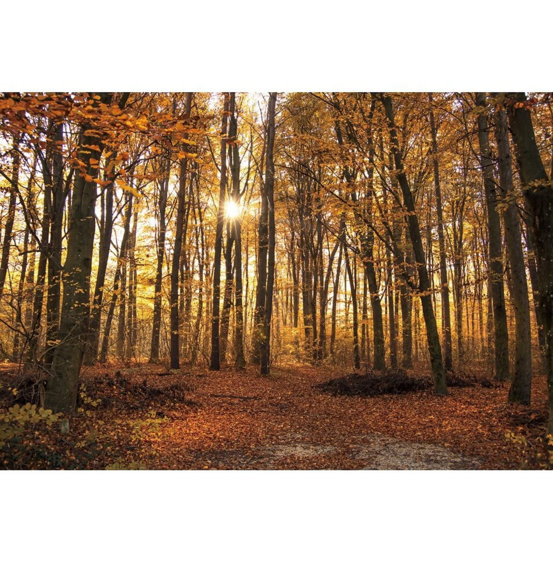 Autumn Maple Forest Tree Photography Backdrop Fall Natural Scenery ...