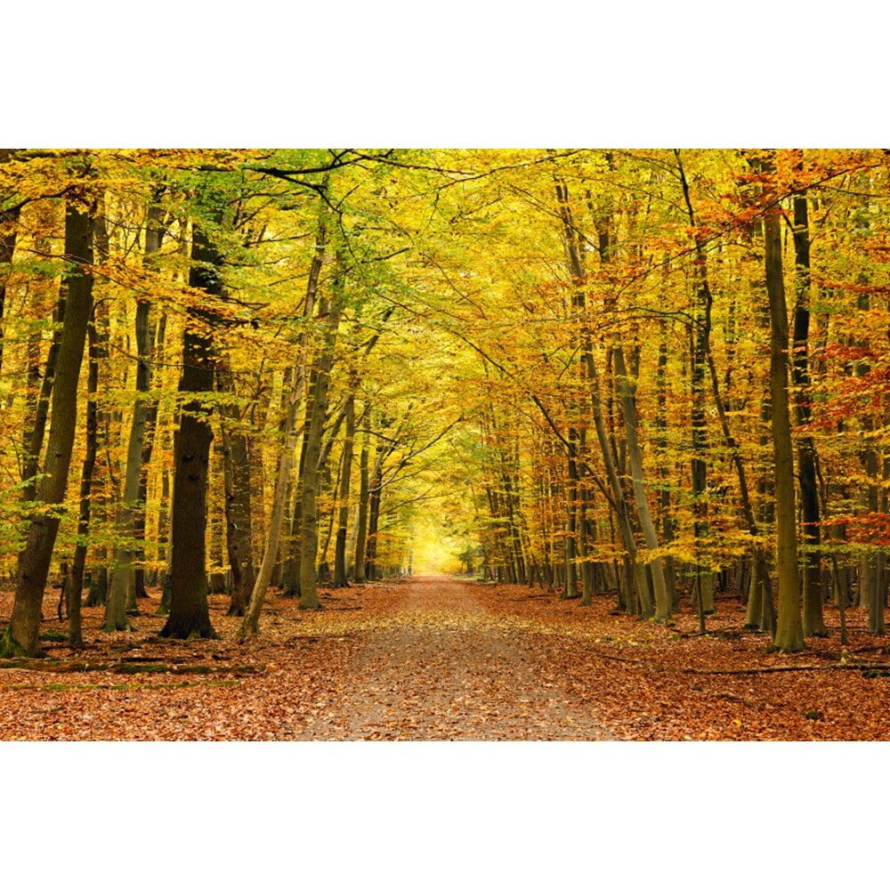 Autumn Maple Forest Tree Photography Backdrop Fall Natural Scenery ...
