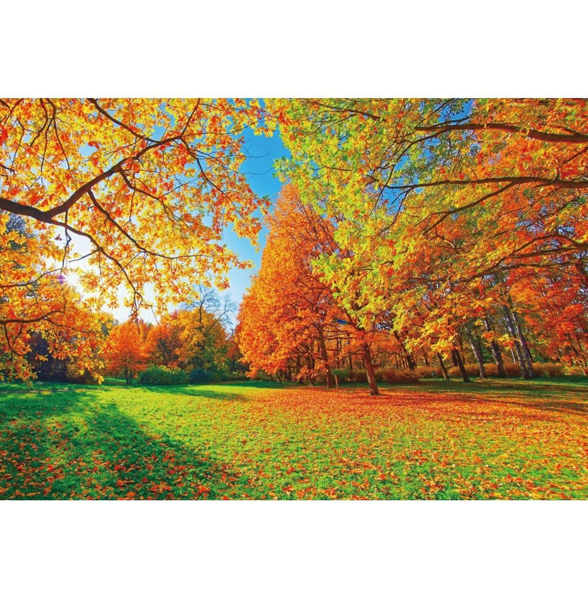 Autumn Maple Forest Tree Photography Backdrop Fall Natural Scenery ...