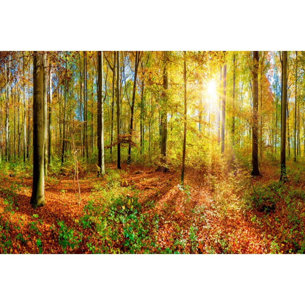 Autumn Maple Forest Tree Photography Backdrop Fall Natural Scenery ...