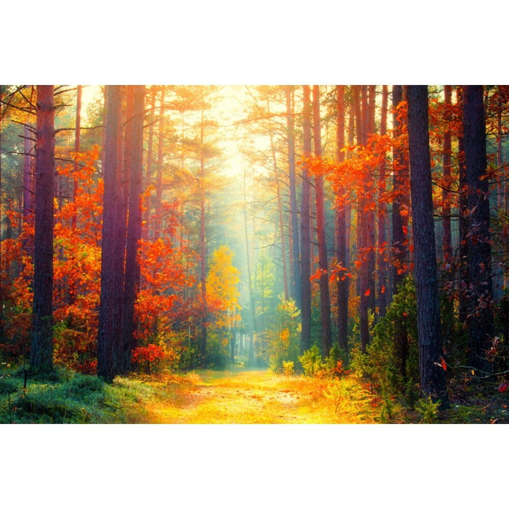 Autumn Maple Forest Tree Photography Backdrop Fall Natural Scenery ...