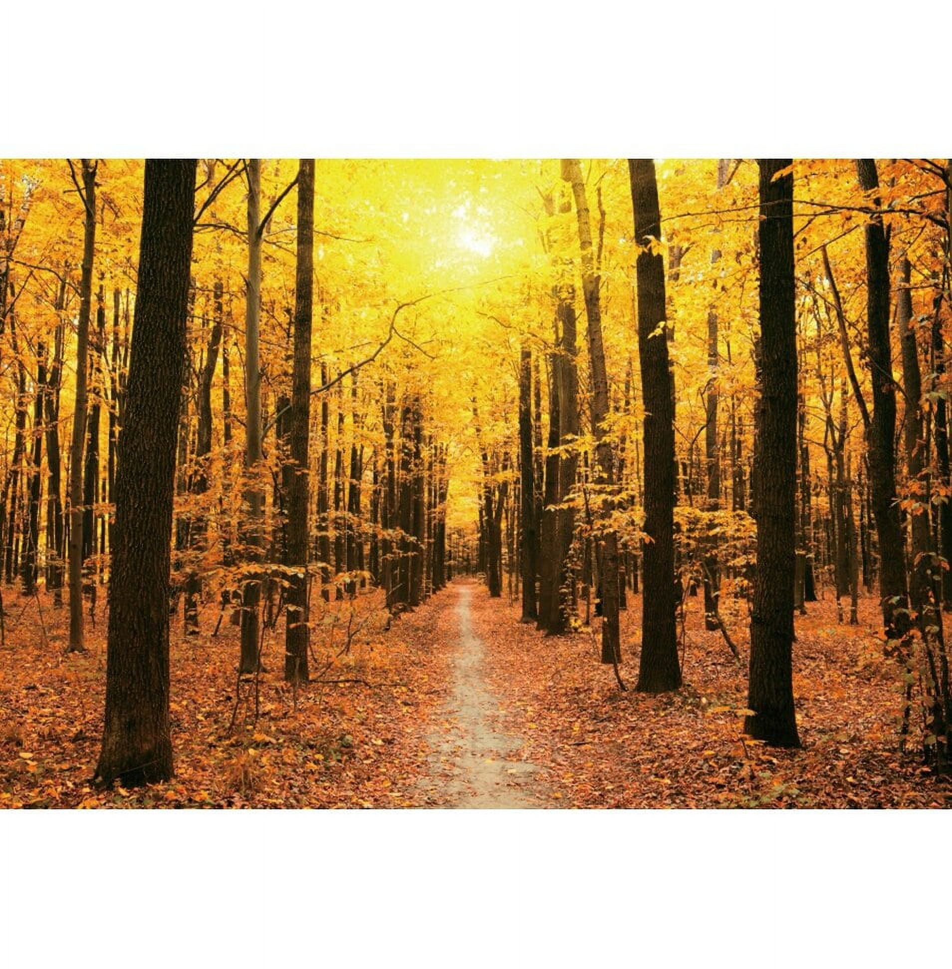 Autumn Maple Forest Tree Photography Backdrop Fall Natural Scenery ...