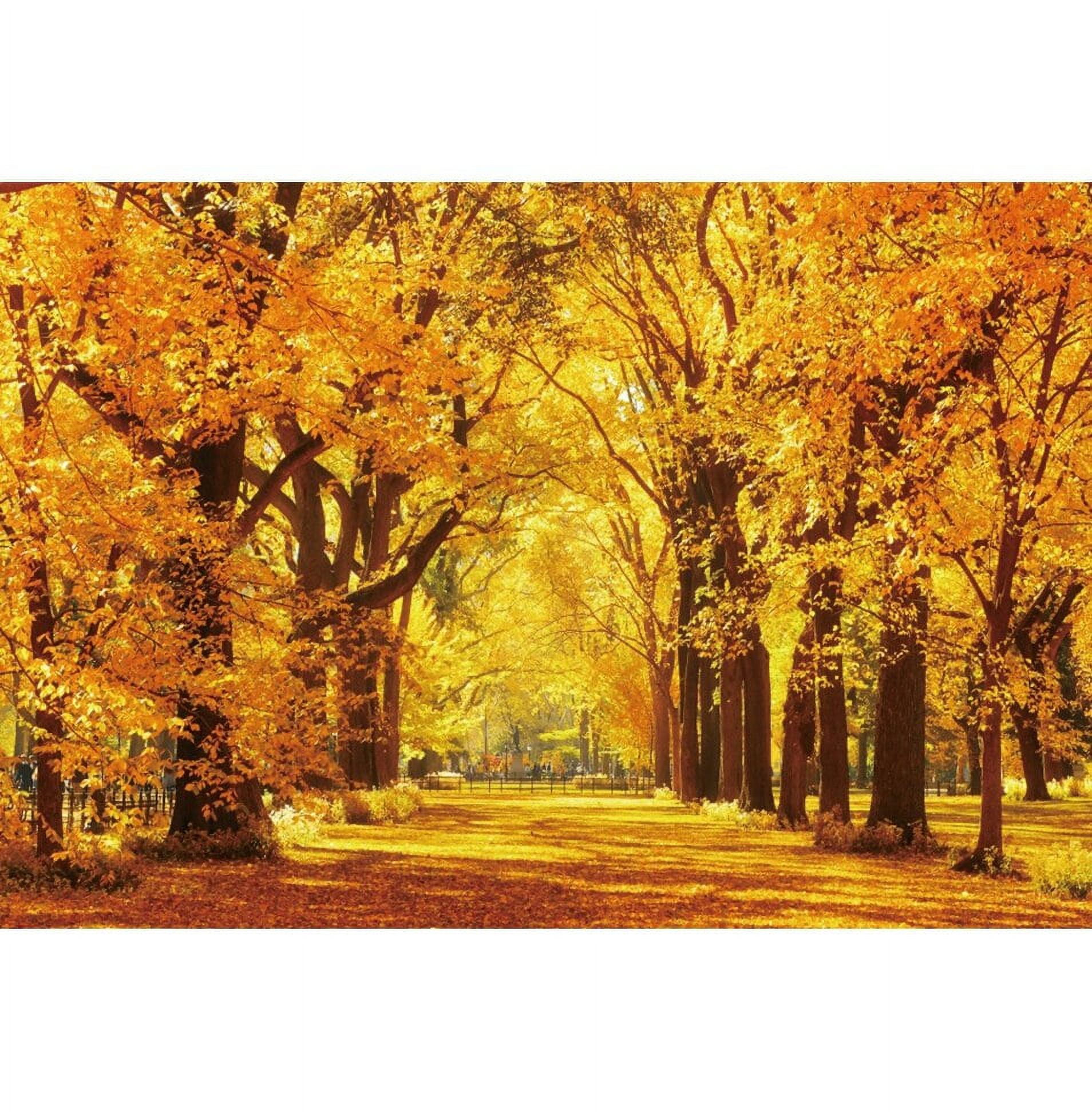 Autumn Maple Forest Tree Photography Backdrop Fall Natural Scenery ...