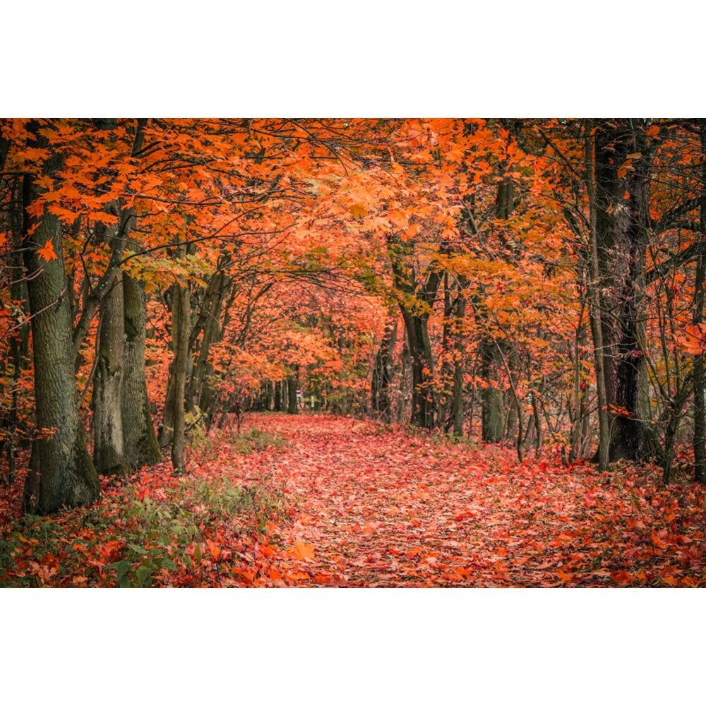 Autumn Maple Forest Tree Photography Backdrop Fall Natural Scenery ...