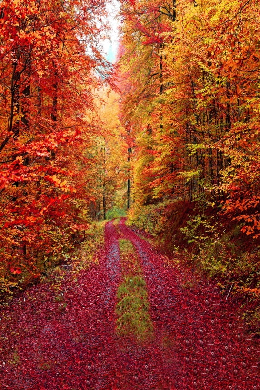 Autumn Maple Leaves Forest Backdrop Fall Sunset Woodland Pathway ...