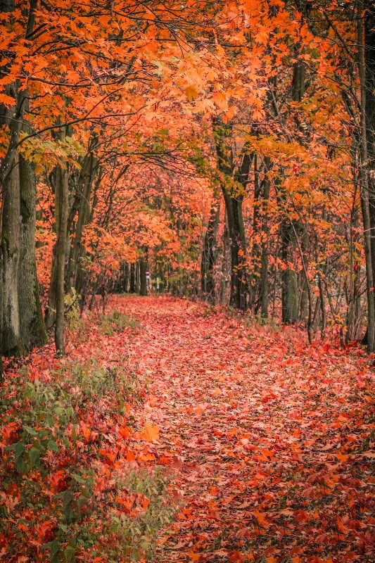 Autumn Maple Leaves Forest Backdrop Fall Sunset Woodland Pathway ...