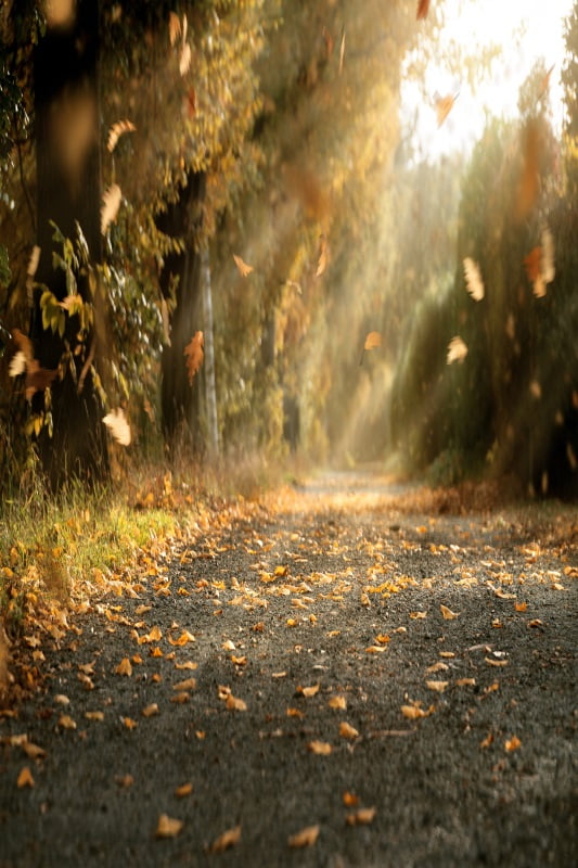 Autumn Maple Leaves Forest Backdrop Fall Sunset Woodland Pathway ...