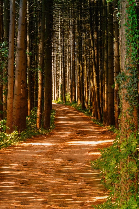 Autumn Maple Leaves Forest Backdrop Fall Sunset Woodland Pathway ...