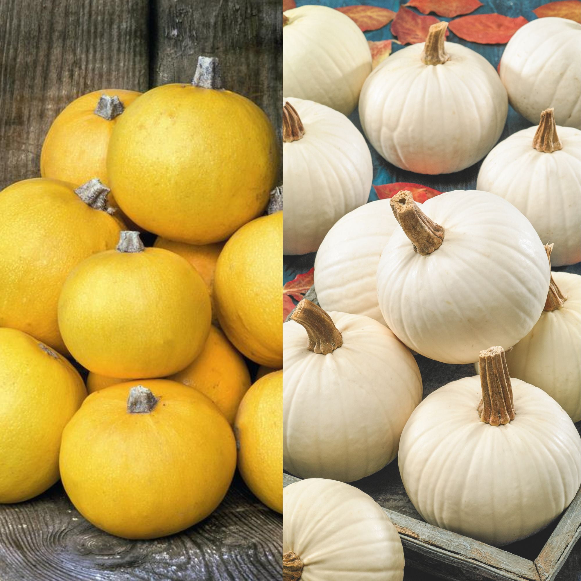 Autumn Moon & Ghoulie Mixed Pumpkin 1 Oz ~230 Seeds – Hybrid Sugar Pie ...