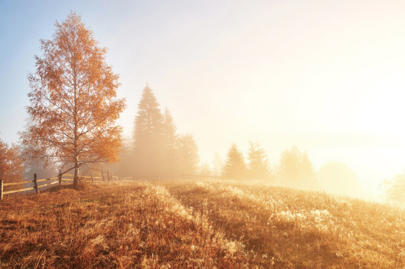 Autumn Mountain Scenery Backdrop Wilderness Hiking Green Tree Grass ...