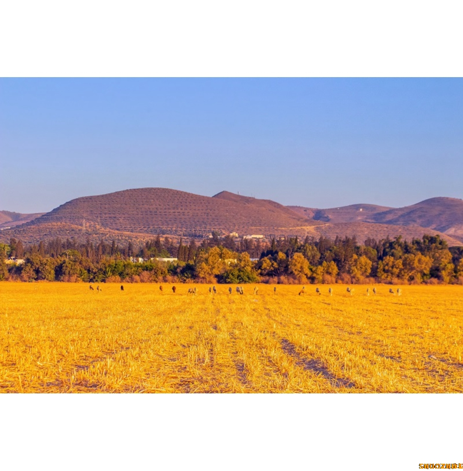 Autumn Natural Scery Photography Backdrop Forest Plain Landscape ...
