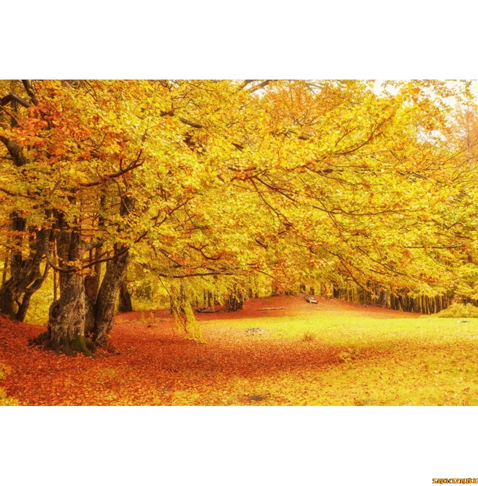 Autumn Natural Scery Photography Backdrop Forest Plain Landscape ...