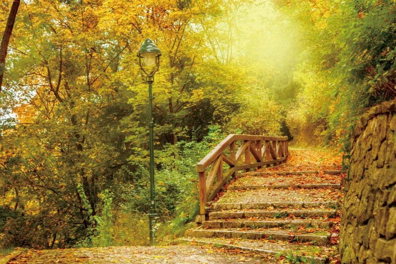 Autumn Park Photography Backdrop Fall Forest Yellow Leaves Natural ...