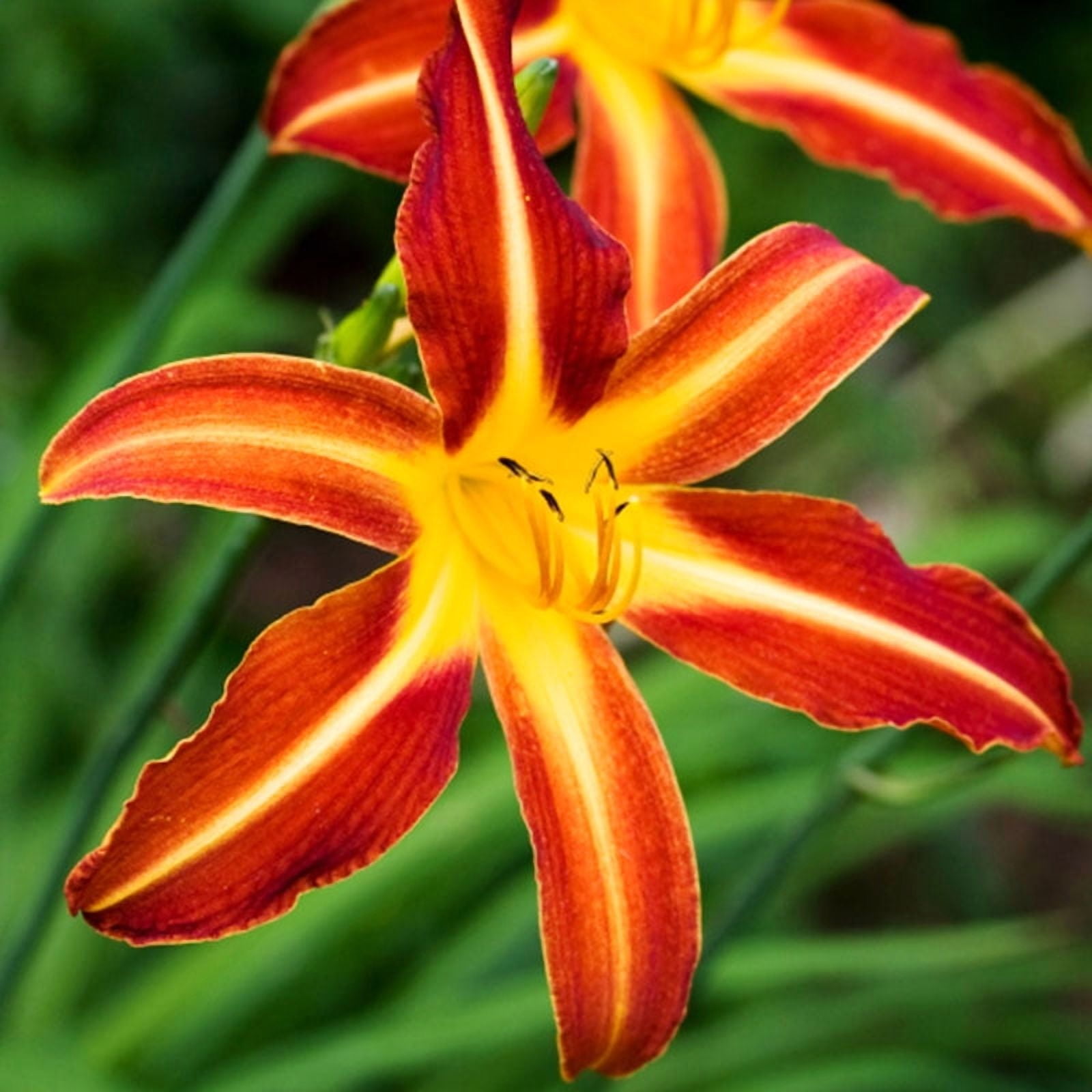 Autumn Red Daylily Flower Bulb - Attracts Butterflies and Hummingbirds ...