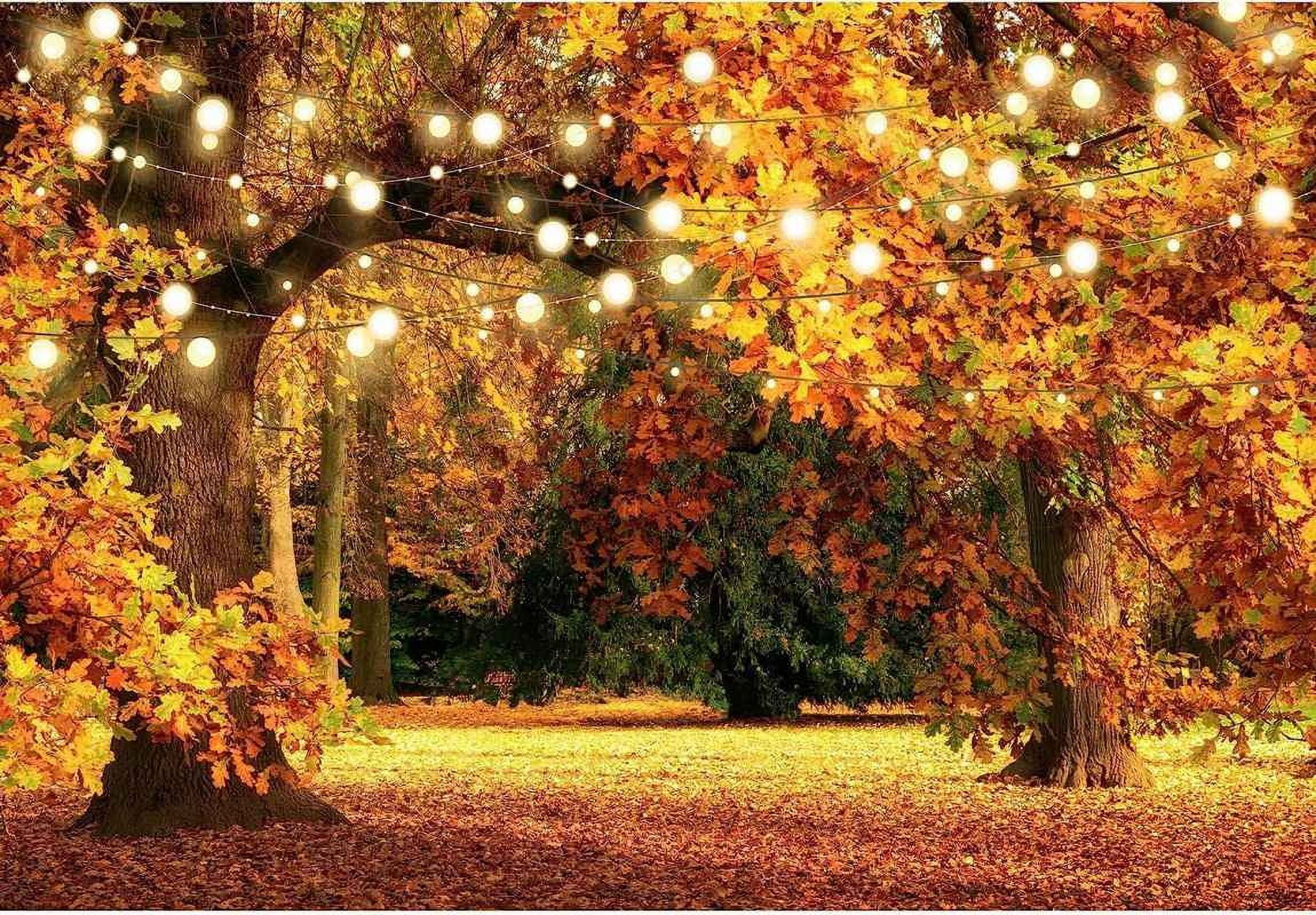 Autumn Scenery Deciduous Backdrop Mountain Road Photography Background ...