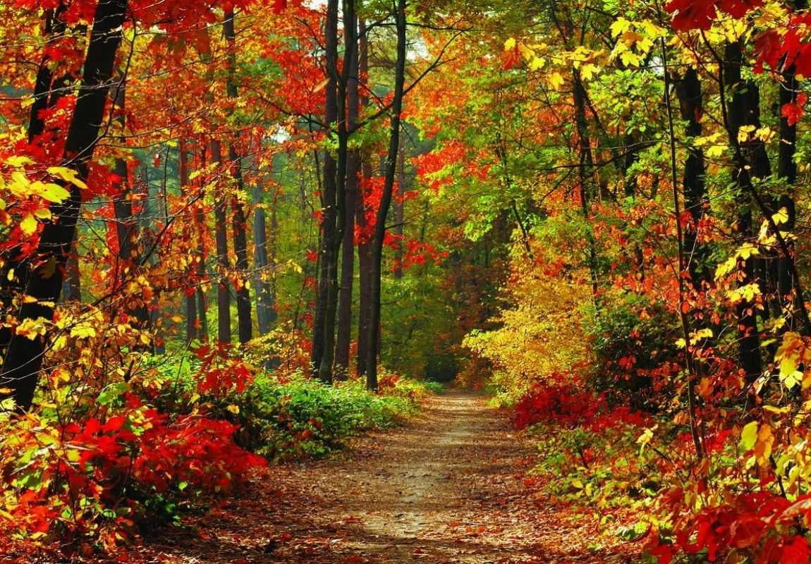 Autumn Scenery Deciduous Backdrop Mountain Road Photography Background ...