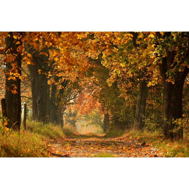 Autumn Scenery Deciduous Background Vinyl Photography Backdrops Maple ...