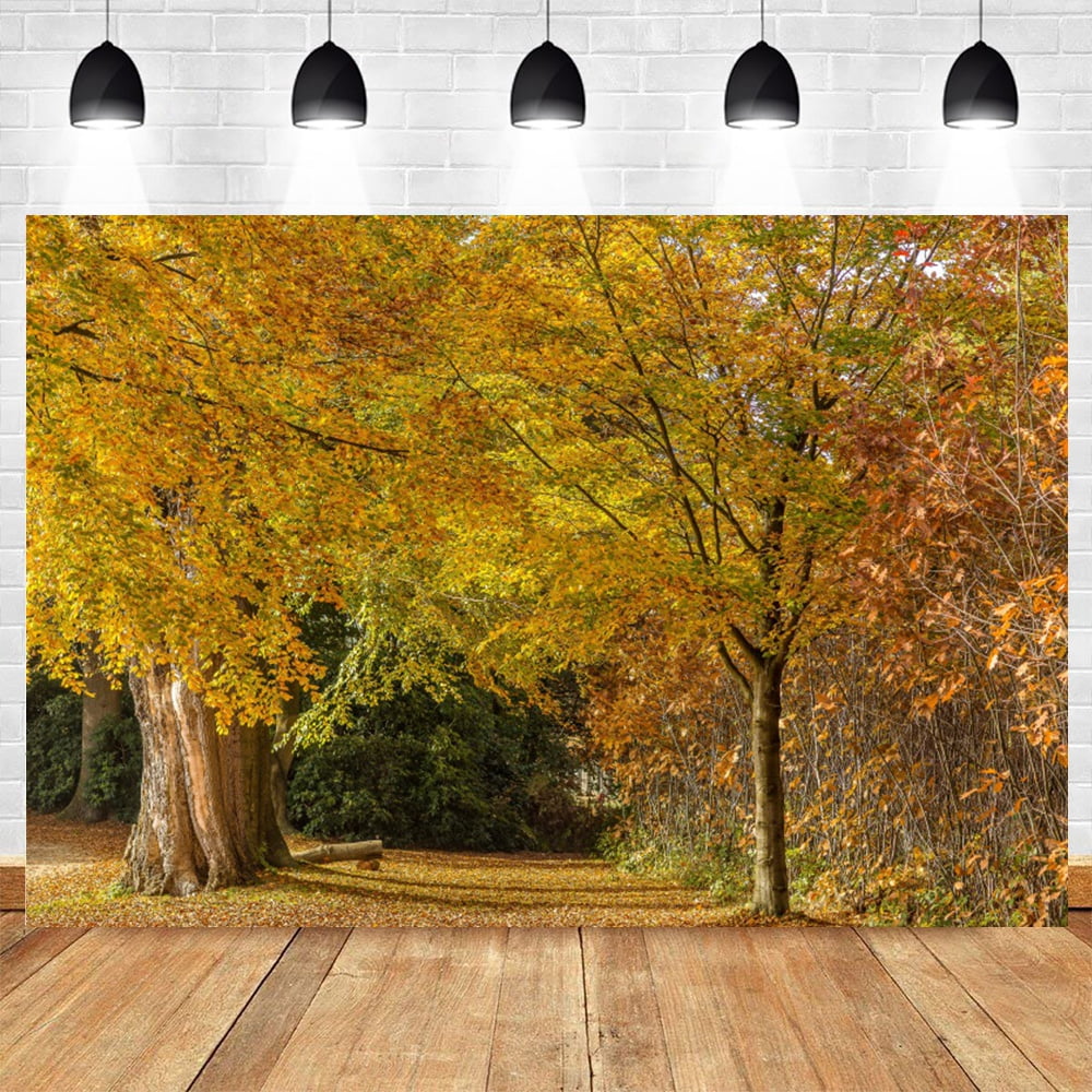 Autumn Scenery Deciduous Photo Background Fall Mountain Road Forest ...