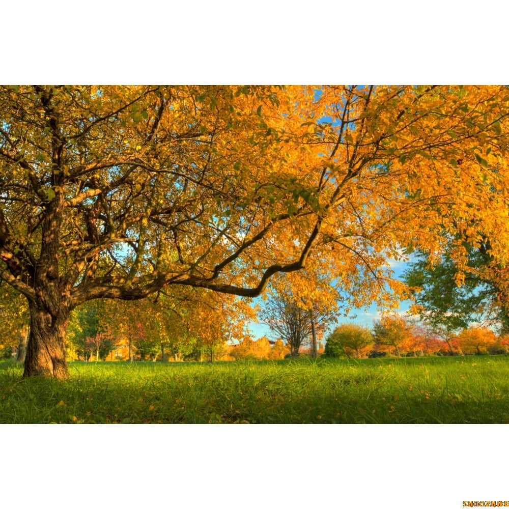 Autumn Scery Farm Warehouse Haystack Barn Newborn Kids Portrait ...