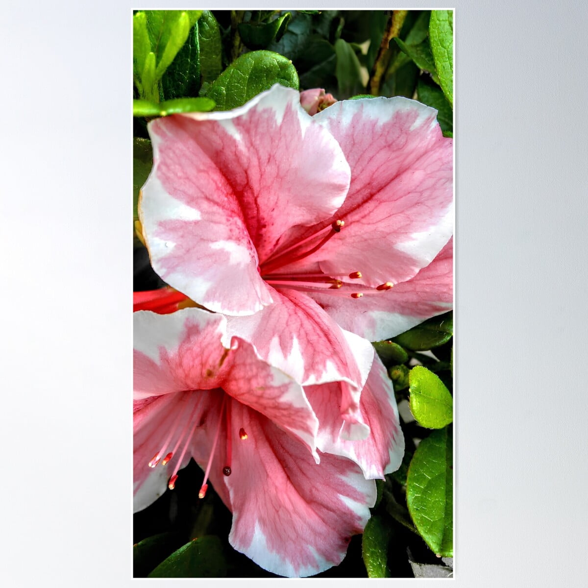 Autumn Sunburst Azalea Poster Wall Art, Modern Wall Decor For Living ...