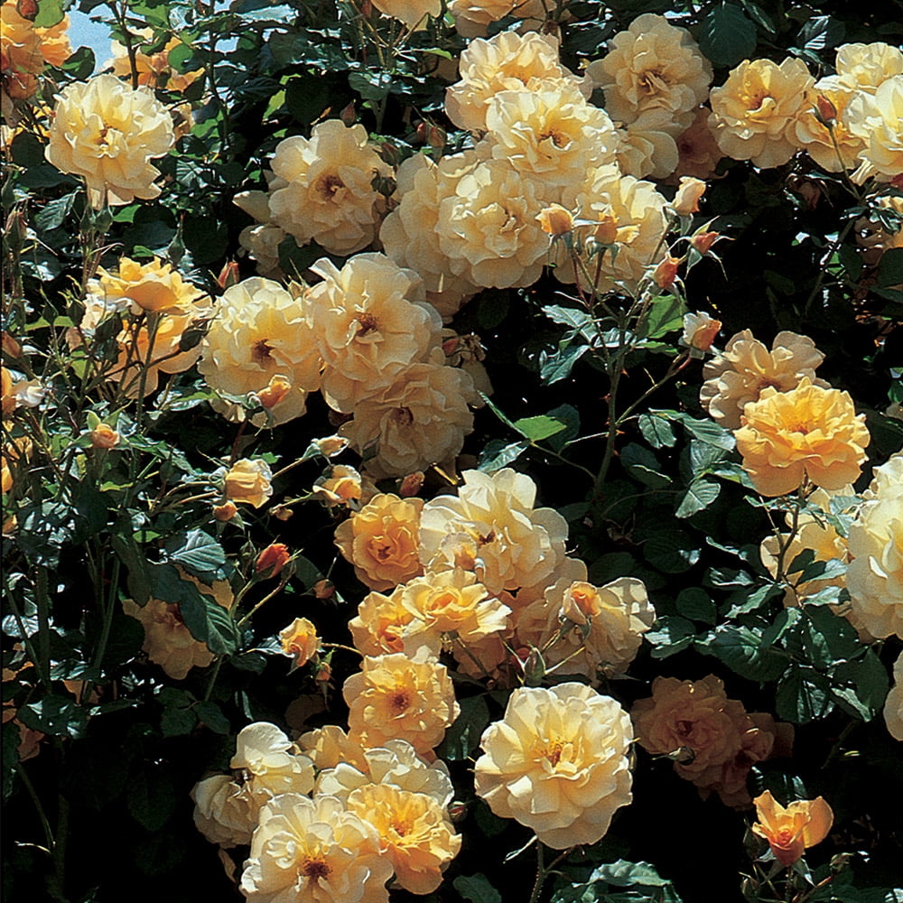 Heirloom Roses Autumn Sunset Shrub Rose - Floral Outdoor Garden Orange ...