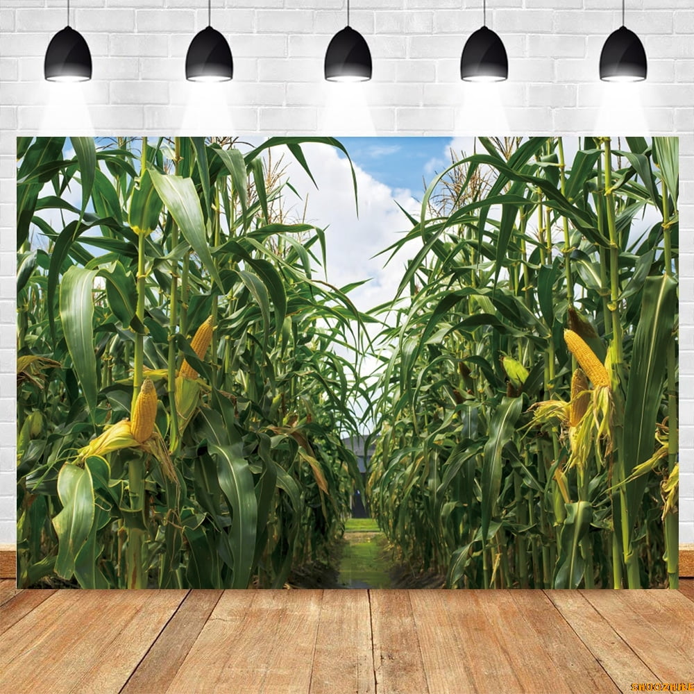 Autumn Sunshine Wheat Fields Backdrop for Photography Fall Farm Harvest ...