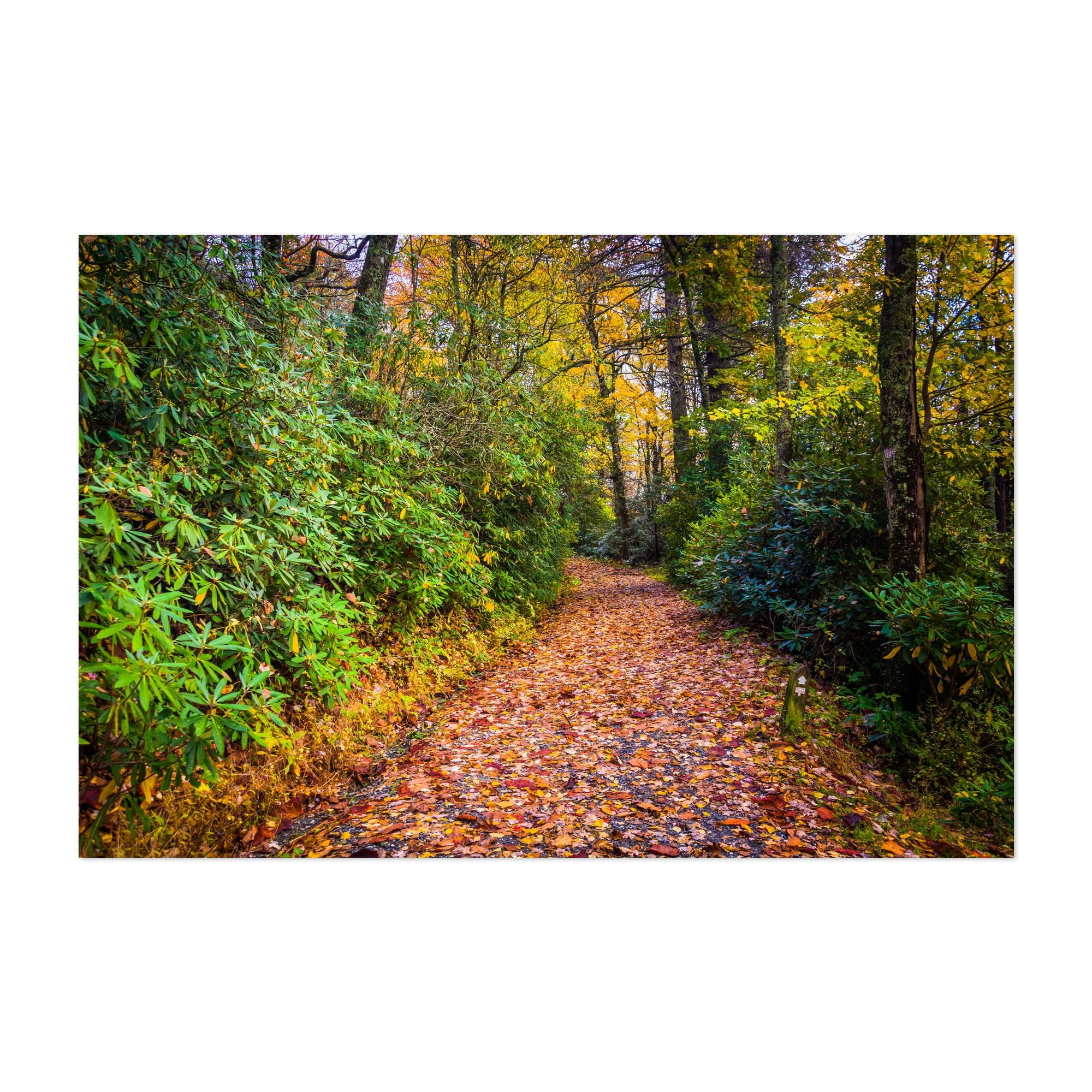 Autumn Trail - North Carolina Photography Unframed Wall Art Print 16 x ...