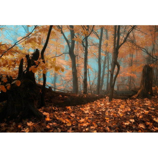 Autumn Valley Real Scene Backgrounds Red Forest Leaves Baby Child ...