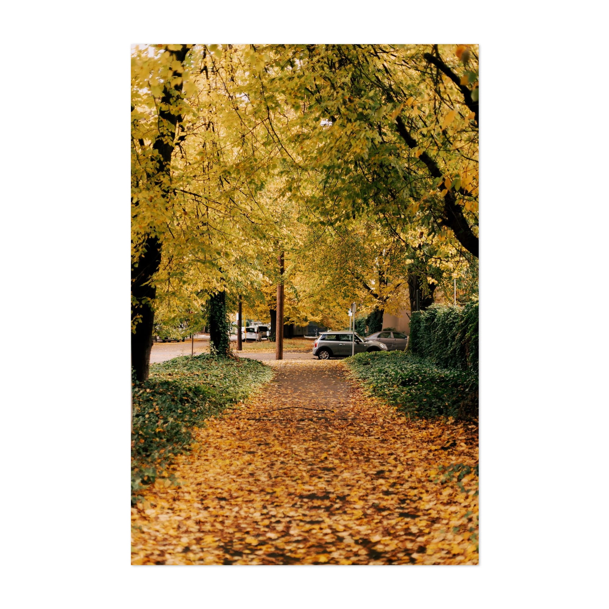 Autumn Walks - Portland Oregon Photography Autumn Nature Scenic ...