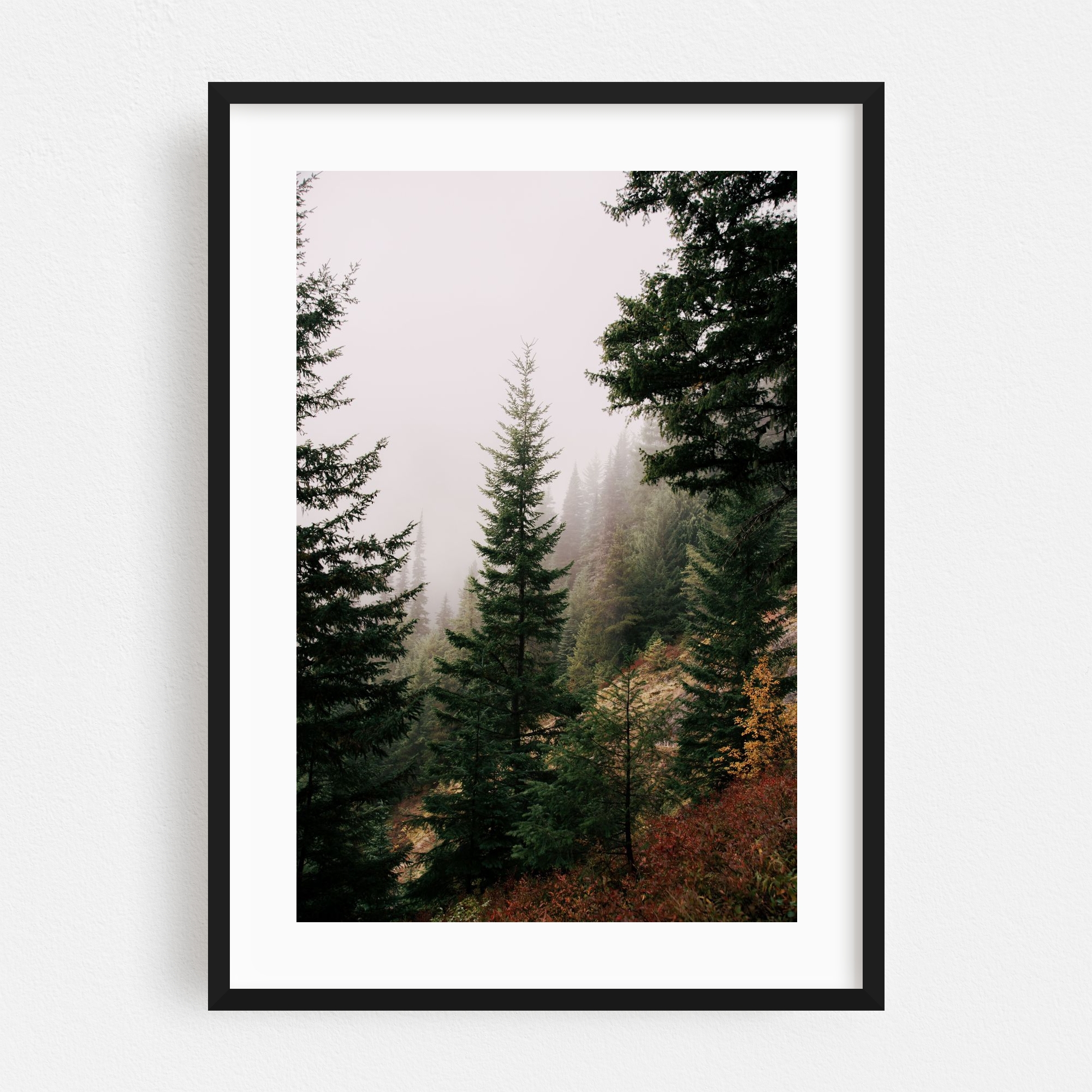 Autumn - Washington Photography Forest Nature Autumn Woodland Scenic ...