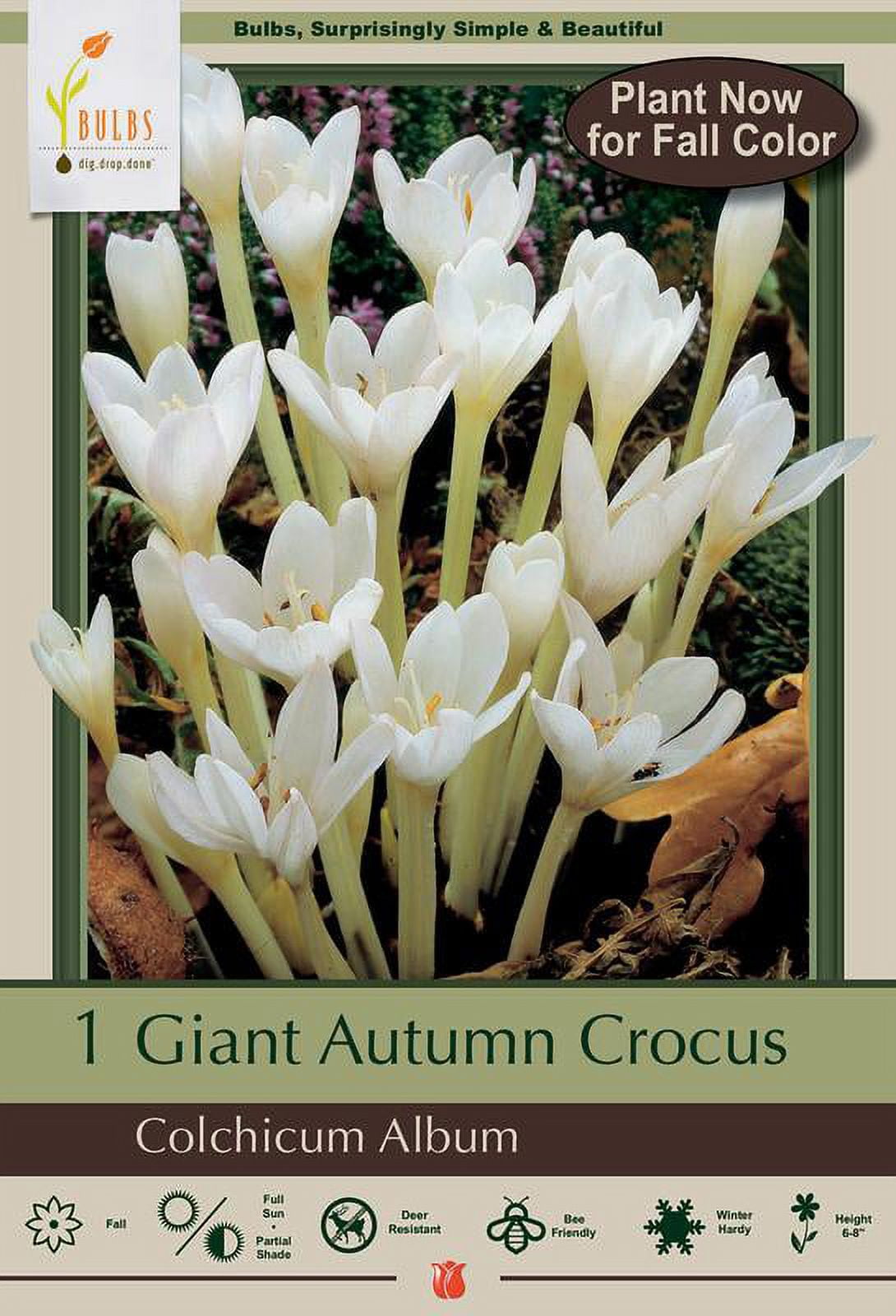 Autumn White Major Colchicum album - Fall Crocus - 1 Bulb - 13/+ cm ...
