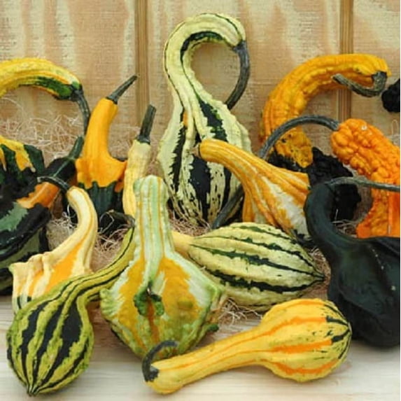 Autumn Wings Gourd Seeds for Planting (20 Seeds) - Exotic Mix of Colors ...