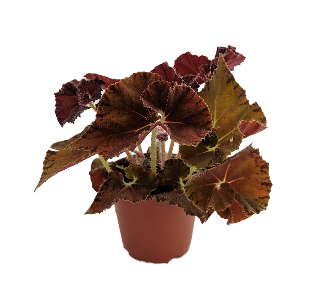Bethlehem Star Heirloom Begonia Plant-3.7" Pot-Terrarium/Fairy Garden ...