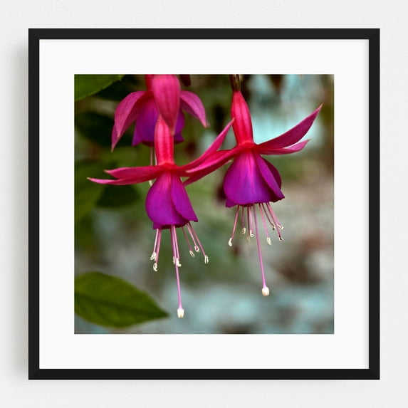 Autumnal Fuchsia - Bezirk Pankow Berlin Germany Photography Flowers ...