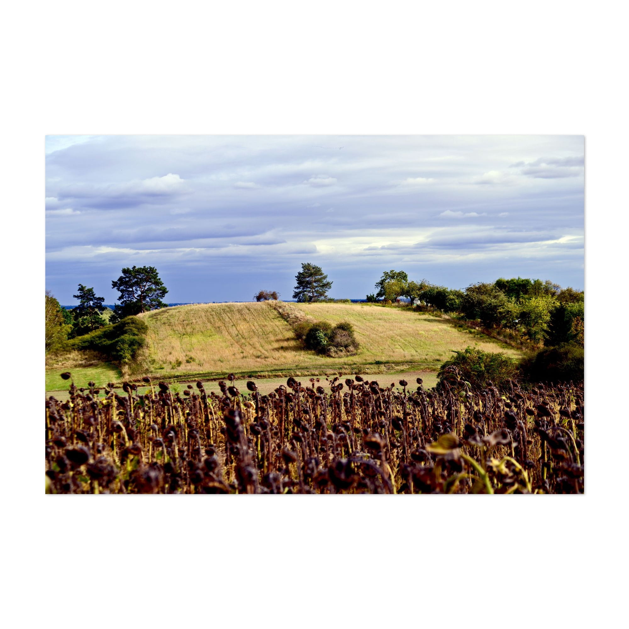 Autumnal hilly landscape with sunflower field - Schiffmühle Brandenburg ...