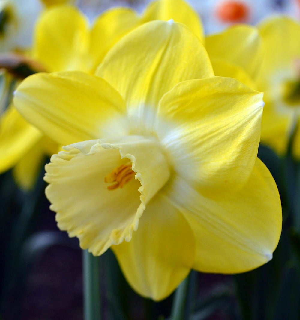 Avalon Daffodil 5 Bulbs - 14/16 cm Bulbs - Lemon/Yellow/Milky White ...