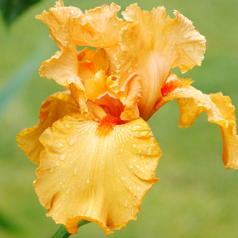 Avalon Sunset Bearded Iris Flower Bulb - Deer Resistant - Good as Cut ...