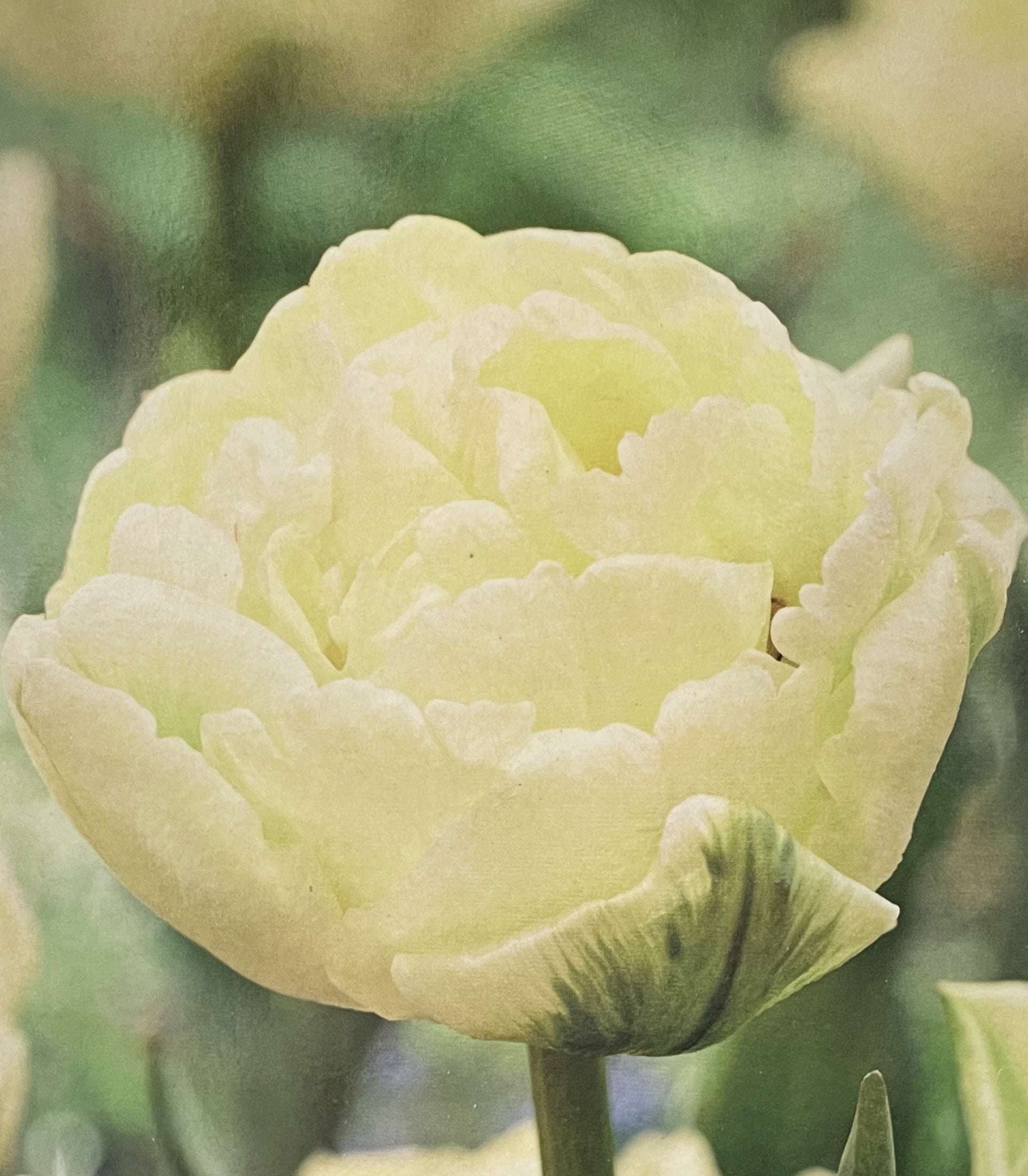 Avant Garde Double Early Tulip - 5 Bulbs - 12/+ cm Bulbs - Walmart.com