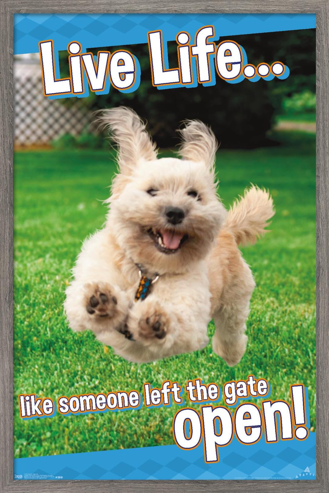 Avanti - Dog Joy Wall Poster, 22.375" x 34", Framed - Walmart.com