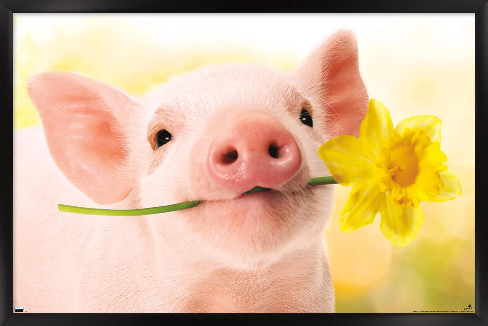 Avanti - Piglet with Daffodil Wall Poster, 14.725" x 22.375" Framed ...