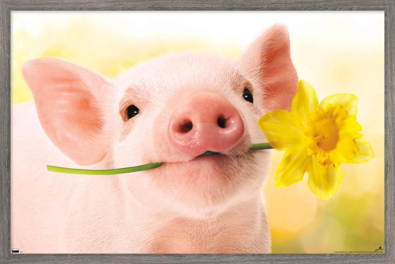 Avanti - Piglet with Daffodil Wall Poster, 22.375" x 34" Framed ...