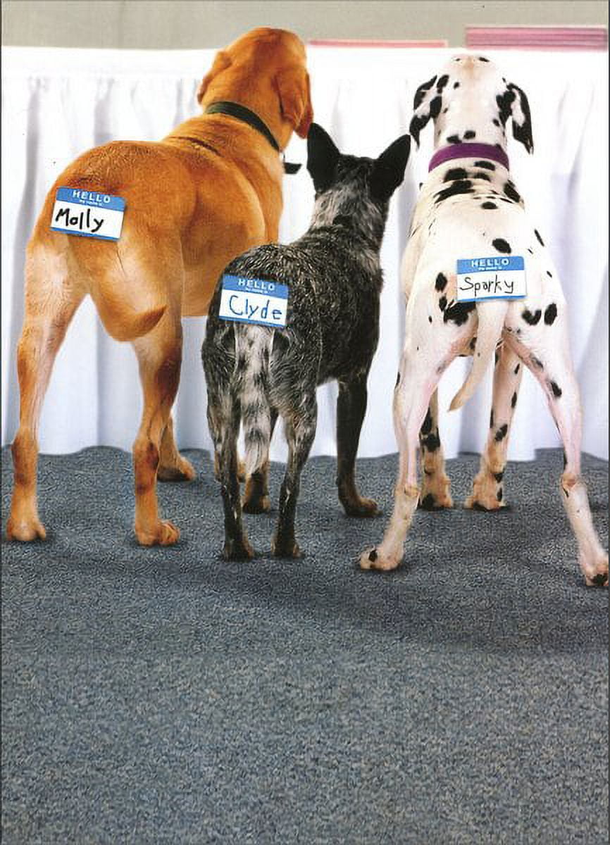 Avanti Press 3 Dogs Looking at Table Funny / Humorous Dalmation ...