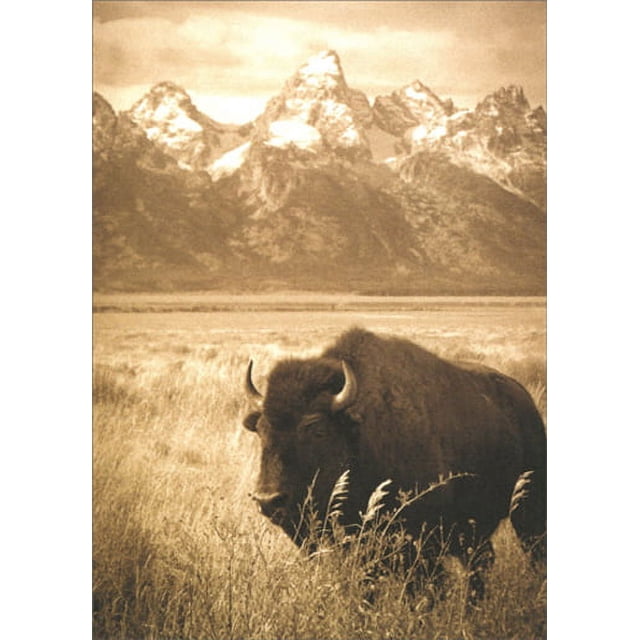 Avanti Press Bison in Grand Teton National Park America Collection ...