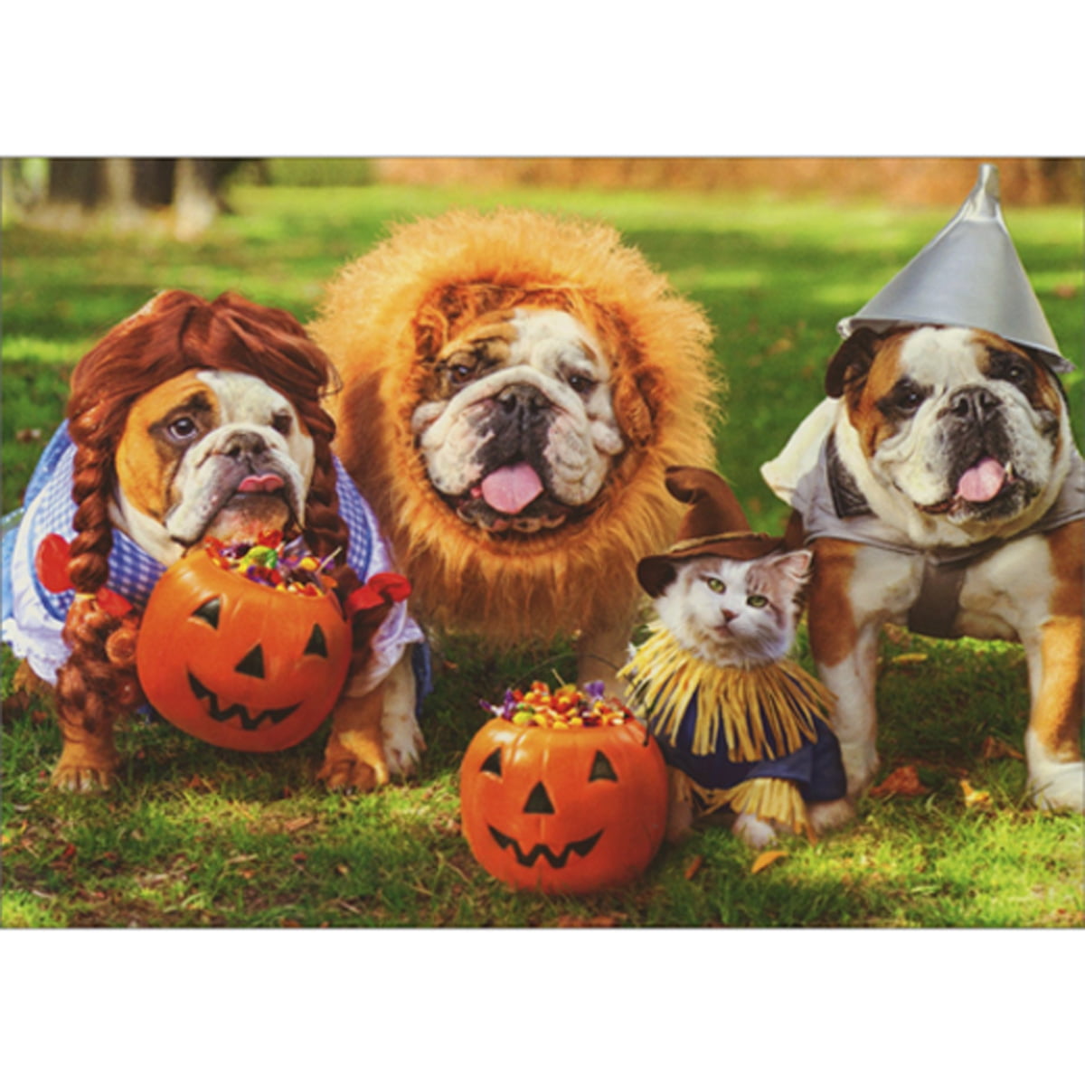 Avanti Press Bulldogs and Cat Dressed as Wizard of Oz Characters Funny ...