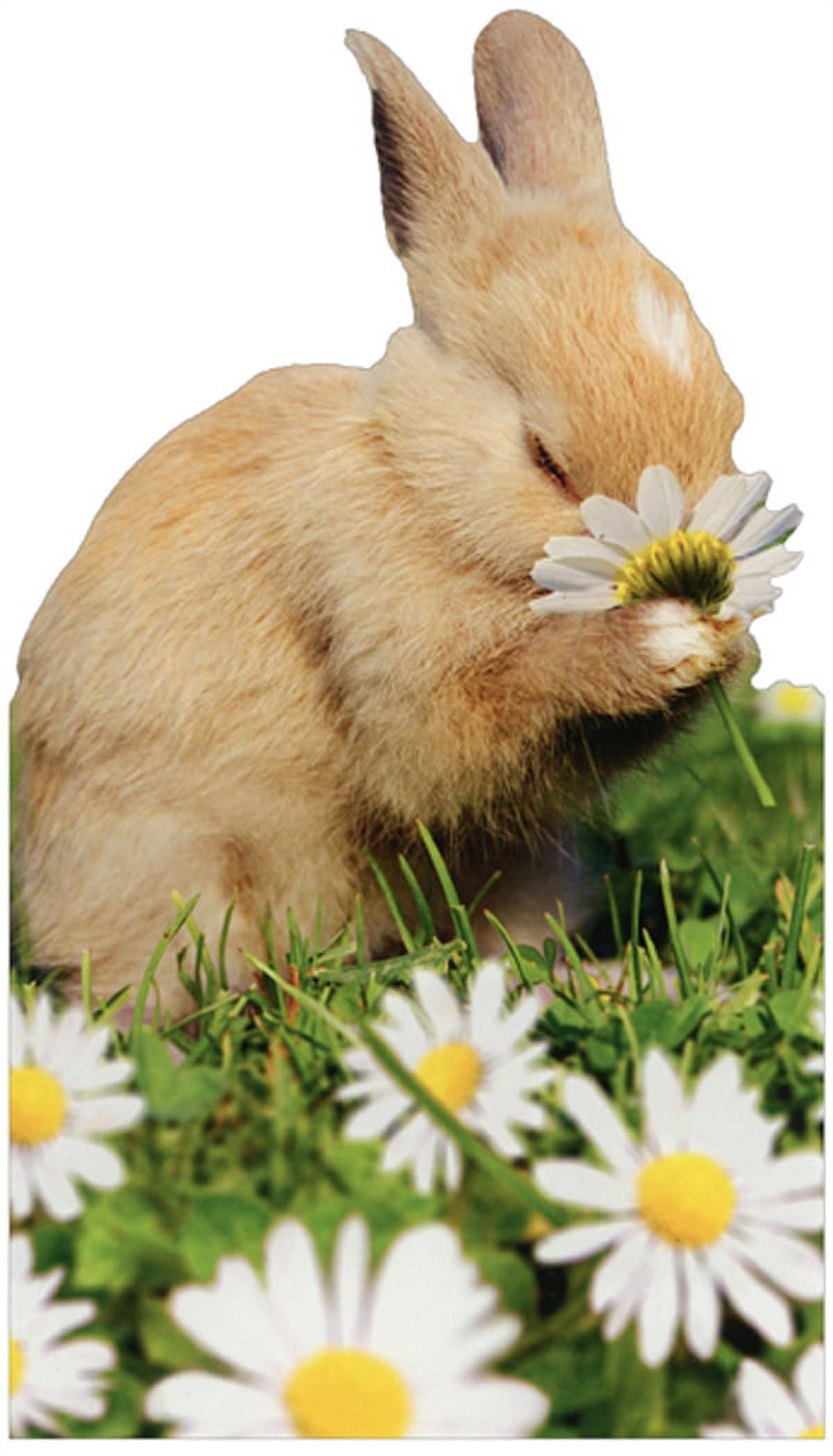 Avanti Press Bunny Smelling White Daisy Little Big Funny Oversized ...