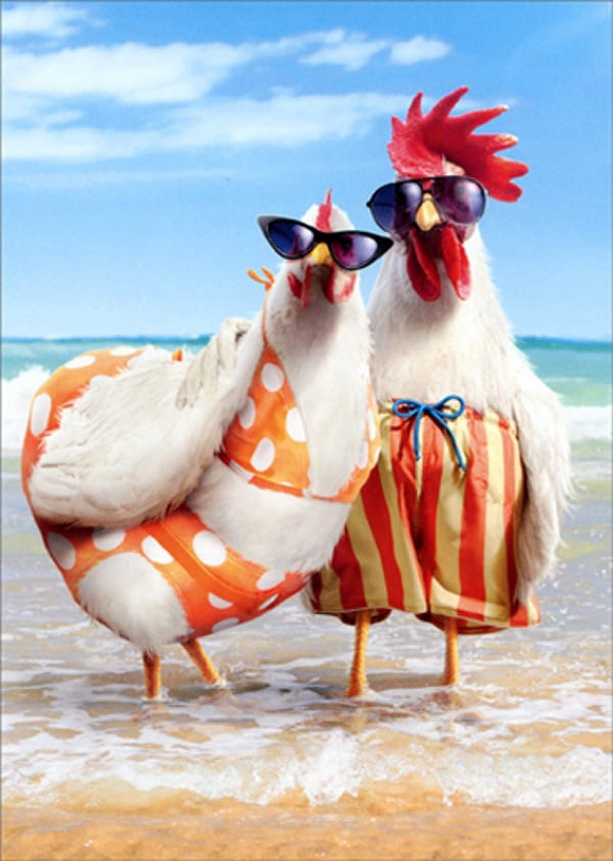 Funny Chicken Pictures Images