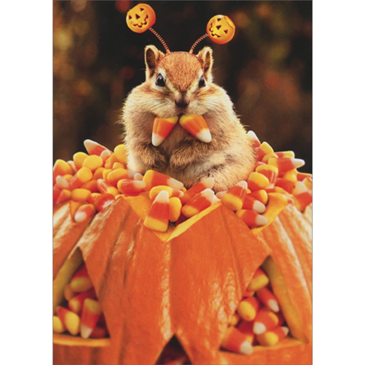 Avanti Press Chipmunk with Candy Corn Fangs and Pumpkins on Springs ...