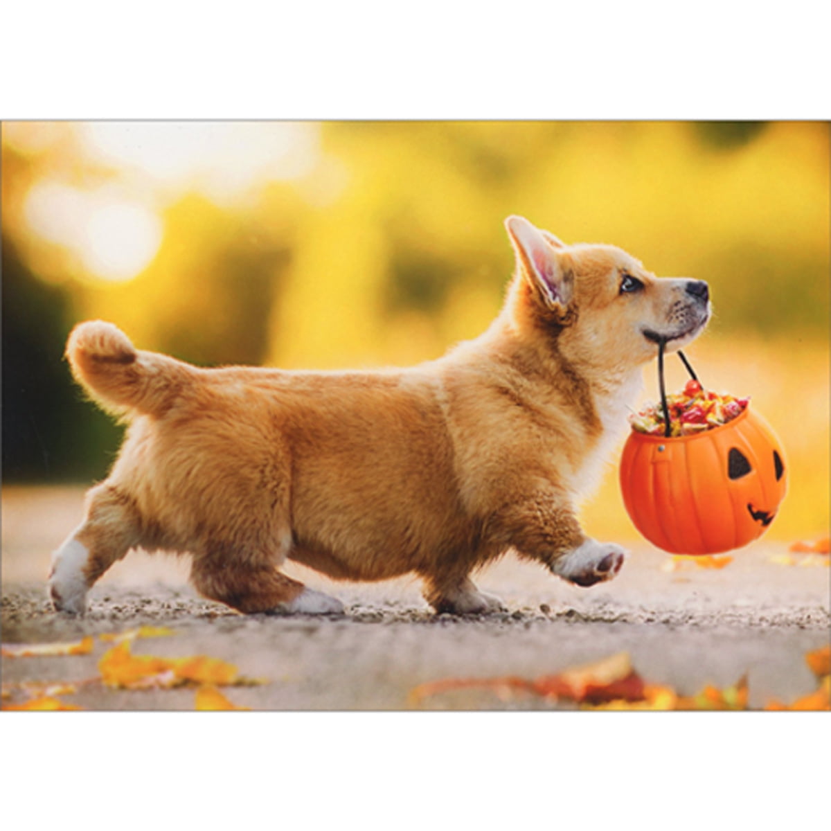Avanti Press Corgi Puppy Walking with Pumpkin Candy Bucket in Mouth ...