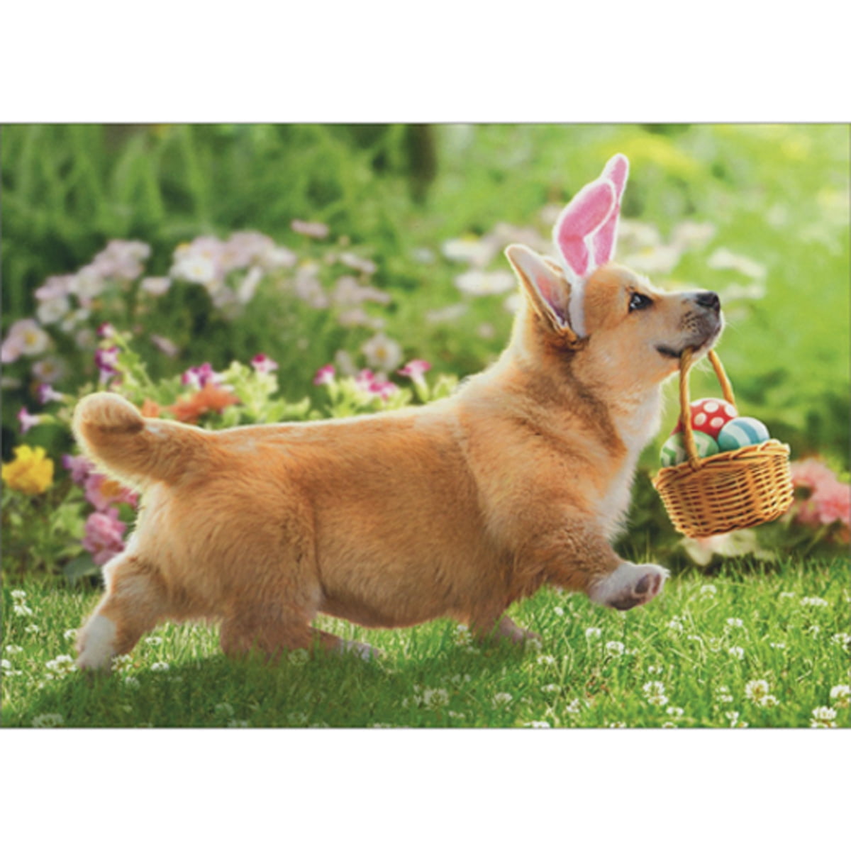 Avanti Press Corgi with Pink Bunny Ears Walking with Basket of Eggs in ...